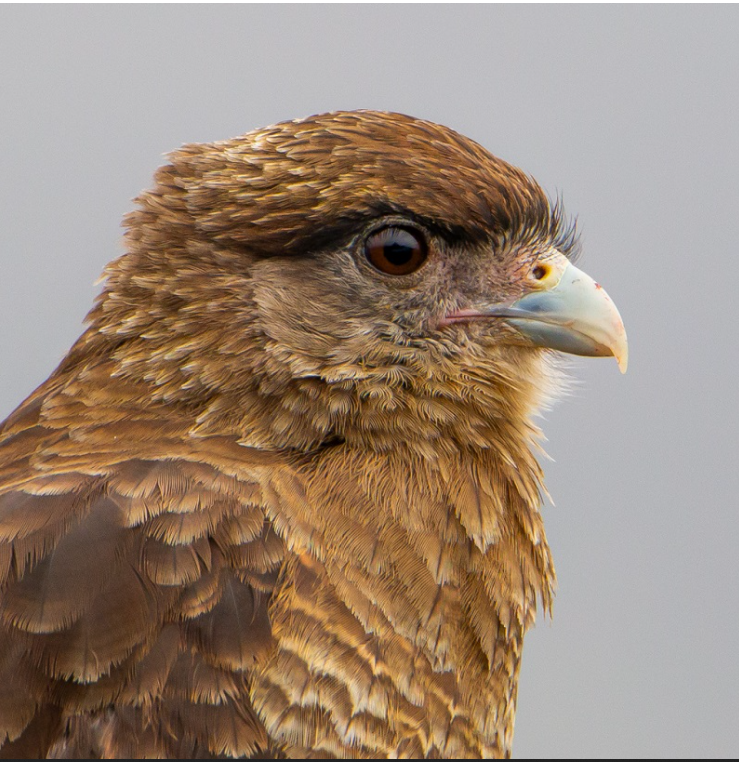 La sorprendente vida del tiuque o chimango: el olvidado “cuervo de ...